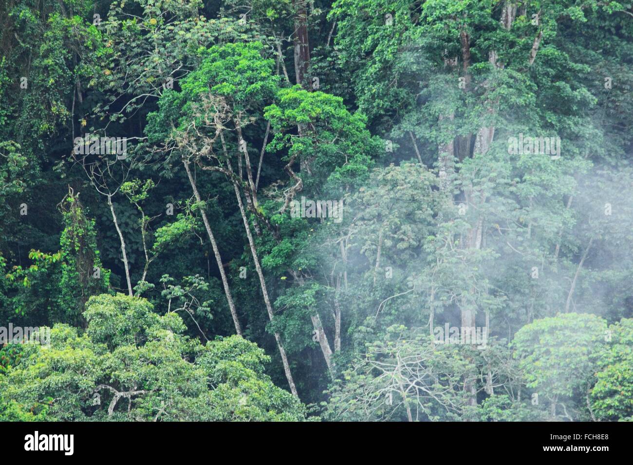 Flora de venezuela hi-res stock photography and images - Alamy