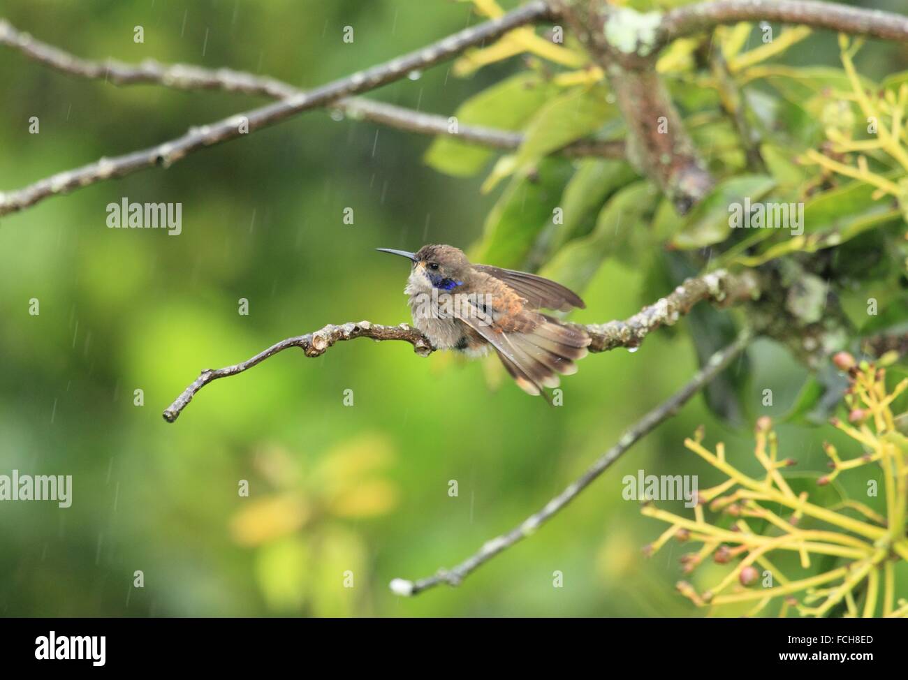 Little Brown Hummingbird High Resolution Stock Photography and Images ...