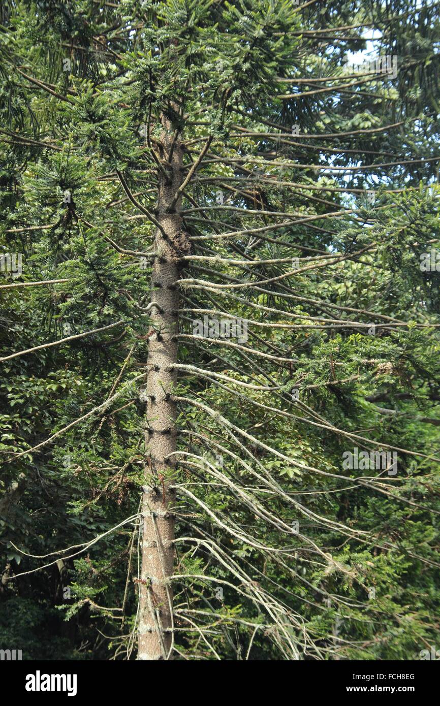 Caracas Botanical Garden High Resolution Stock Photography and Images ...