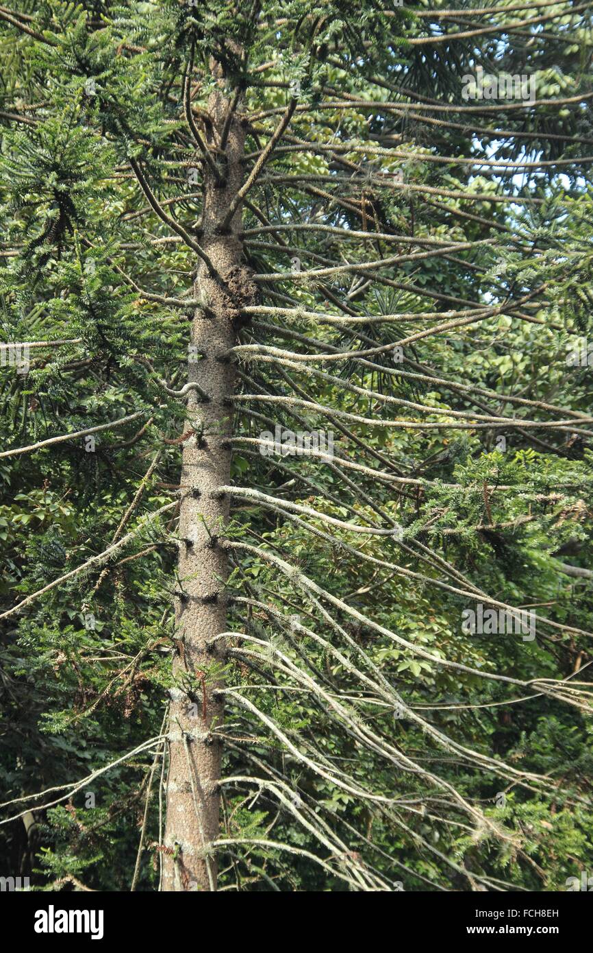 Pine tree, Botanical garden, Caracas, Venezuela Stock Photo - Alamy