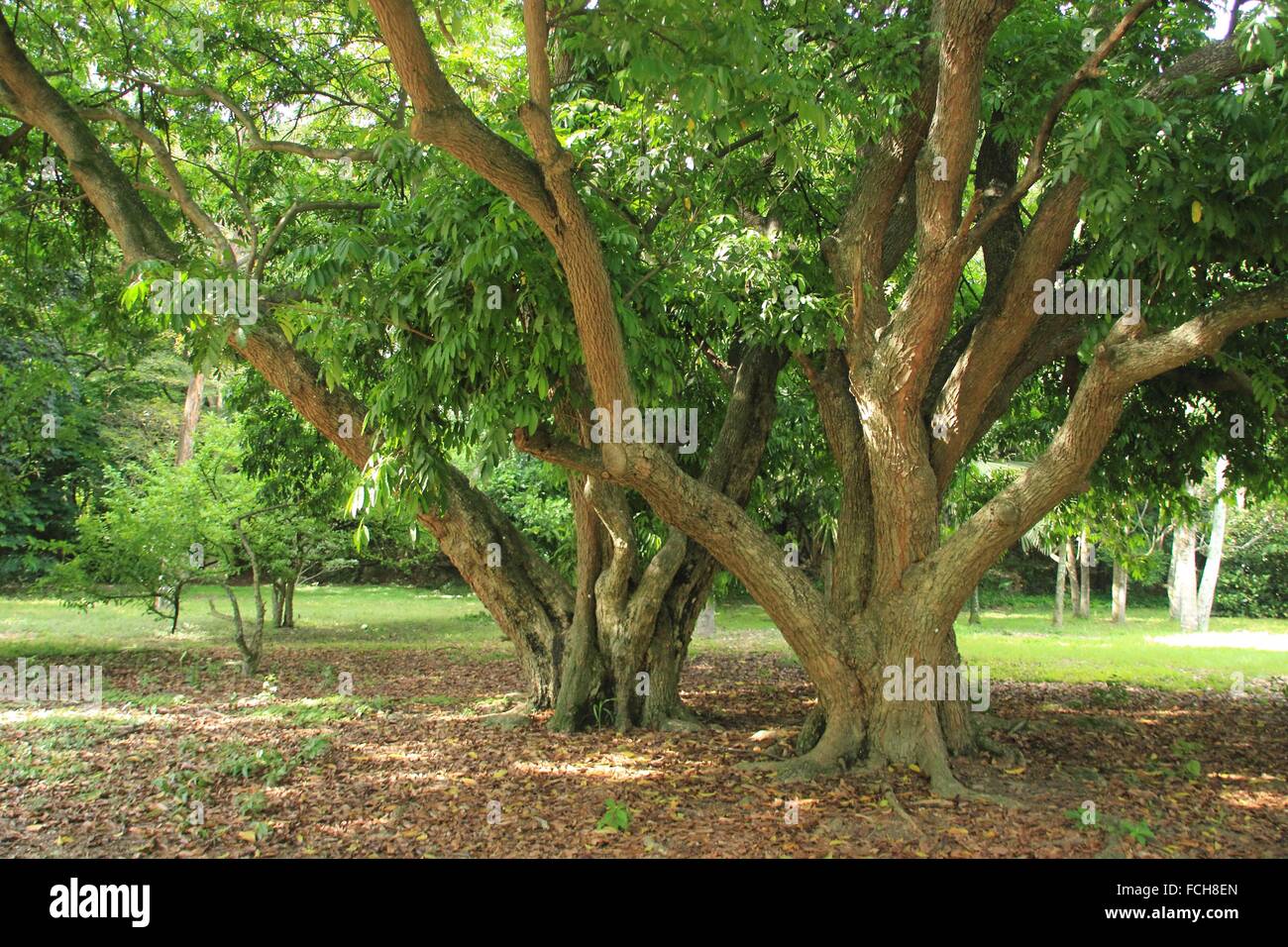 Caracas Botanical Garden High Resolution Stock Photography and Images ...
