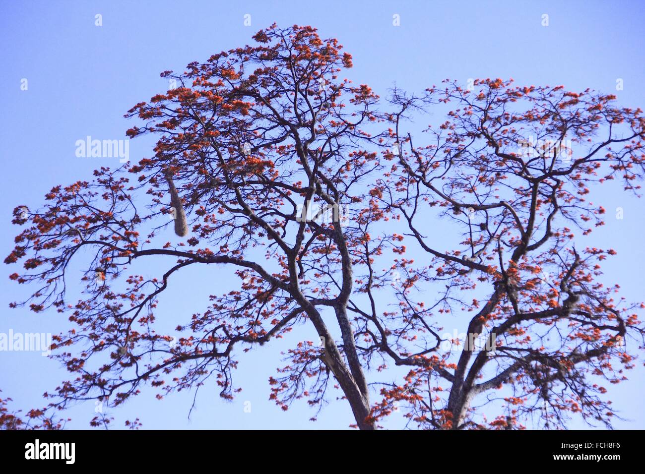 Emblematic spot hi-res stock photography and images - Alamy