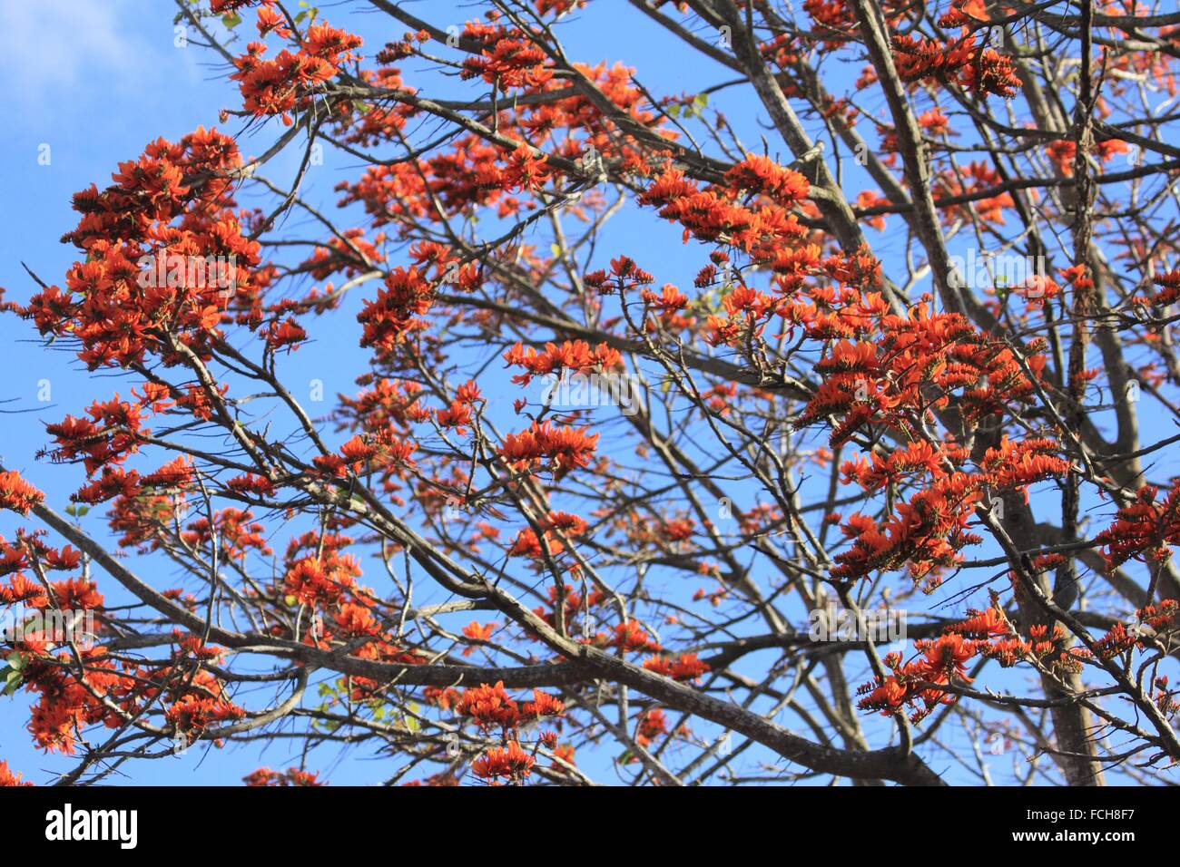 Emblematic spot hi-res stock photography and images - Alamy