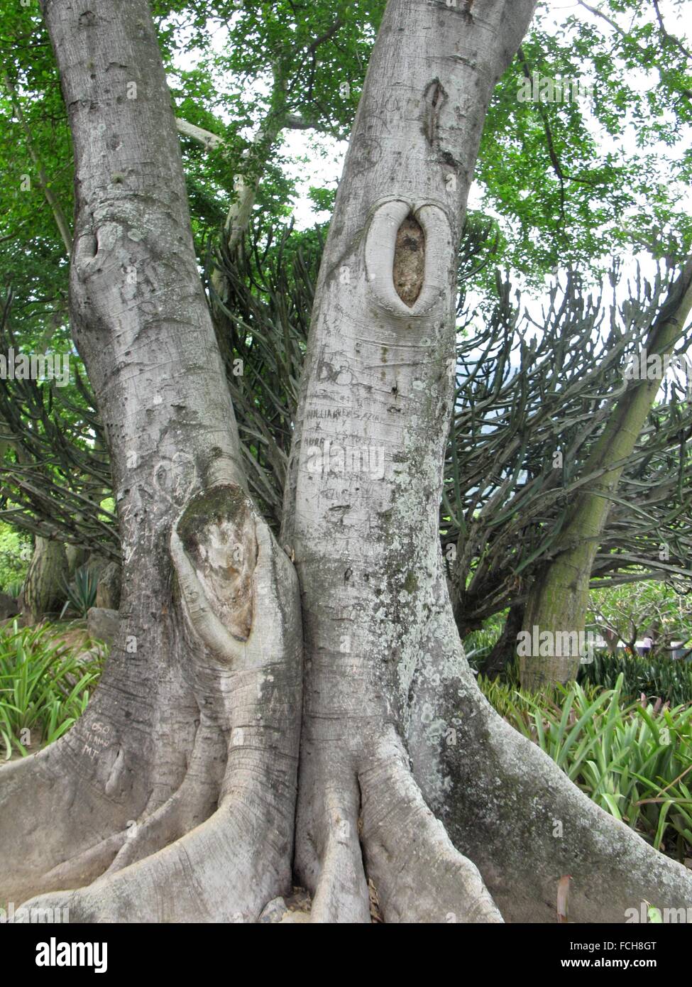 Tree trunks and roots Stock Photo - Alamy