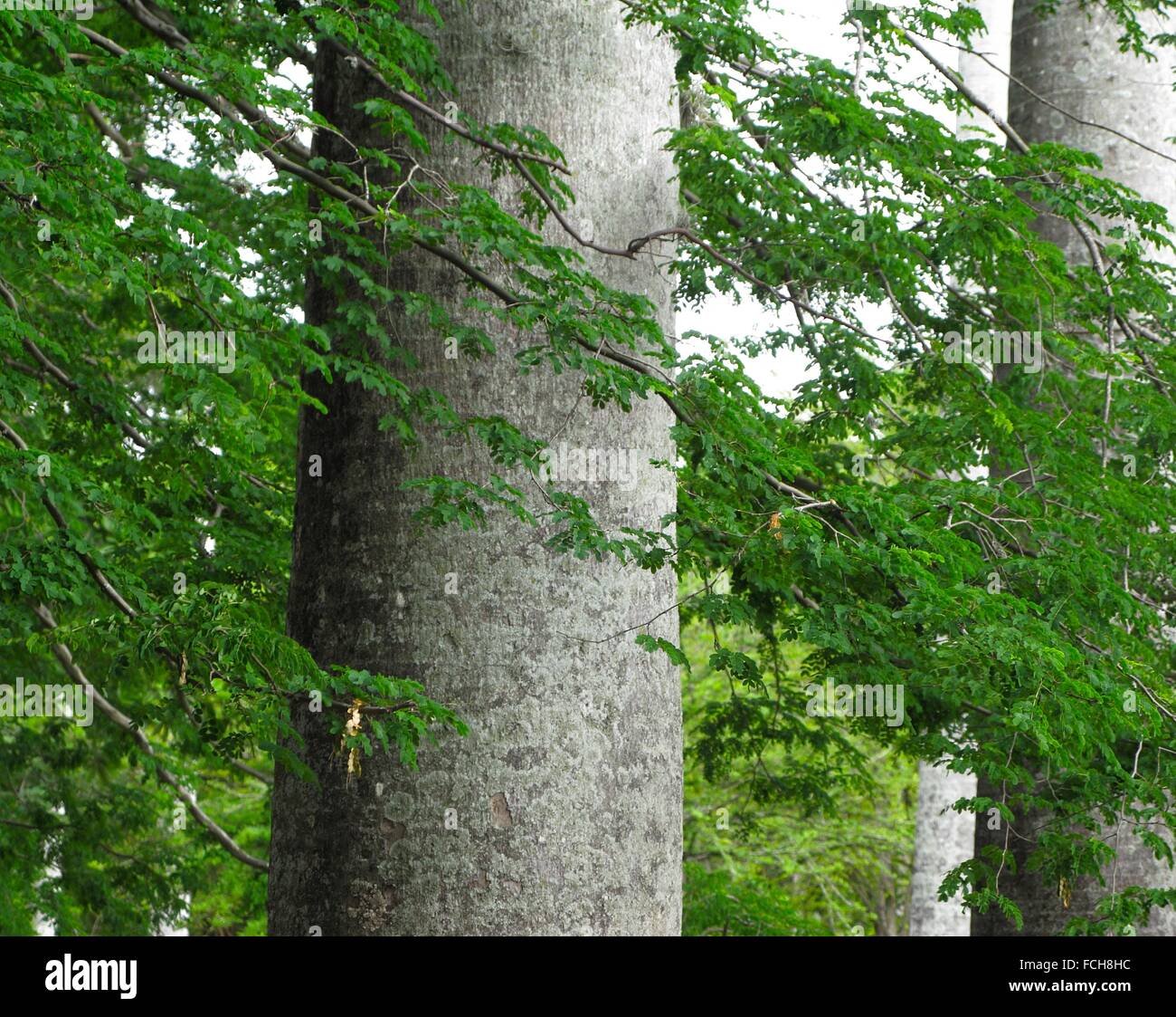 Portal este hi-res stock photography and images - Alamy