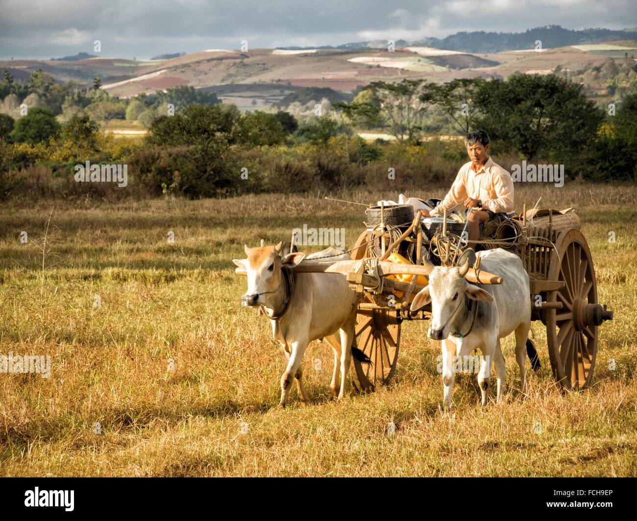 Man riding ox cart hi-res stock photography and images - Alamy