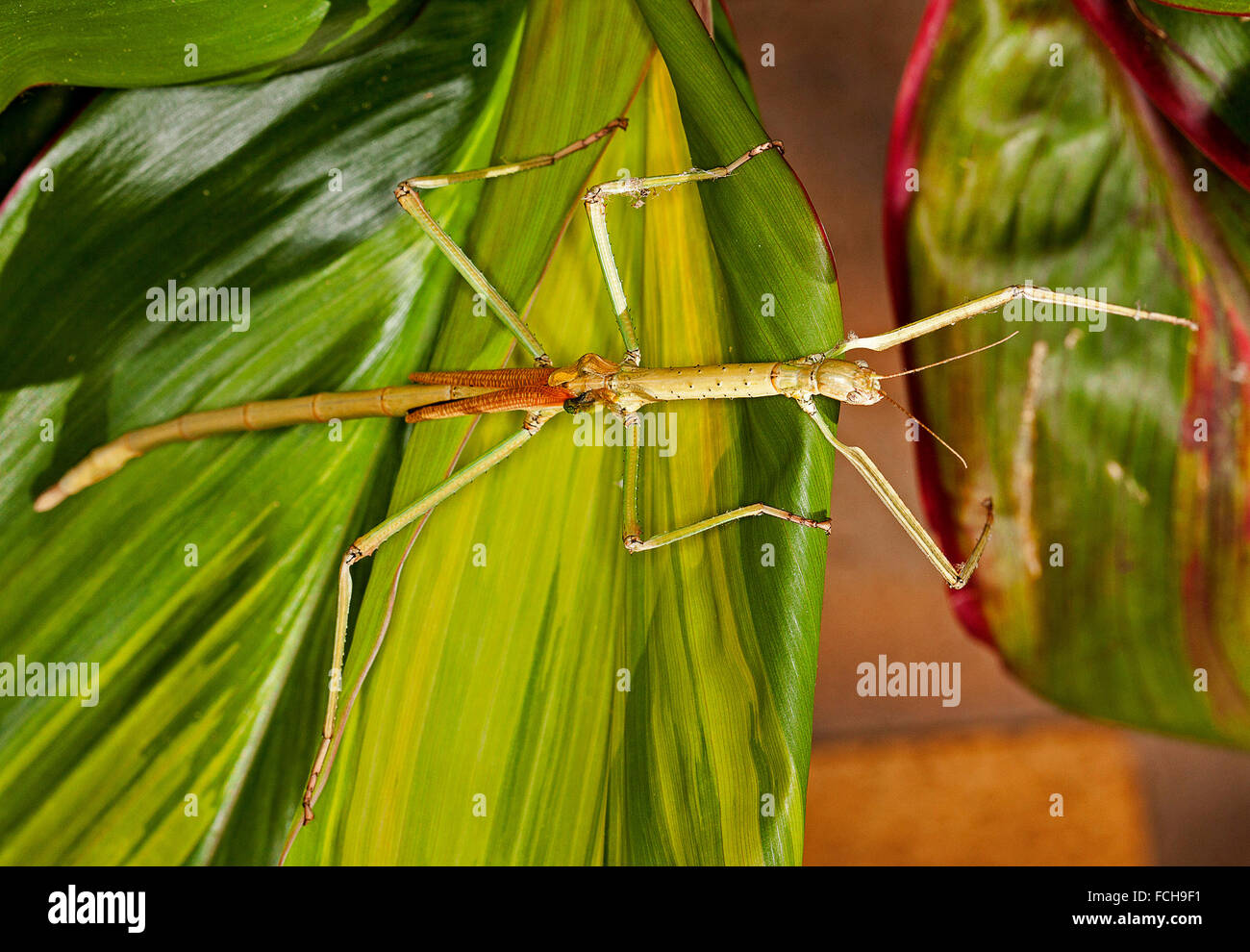 Large light green / brown stick insect, phasmid, on emerald green and ...