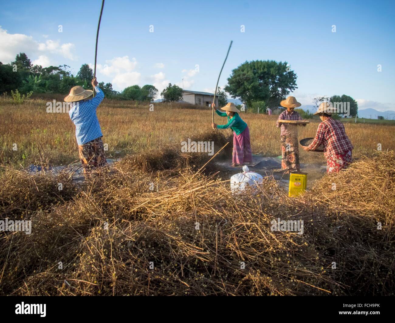 Winnowing sesame hi-res stock photography and images - Alamy