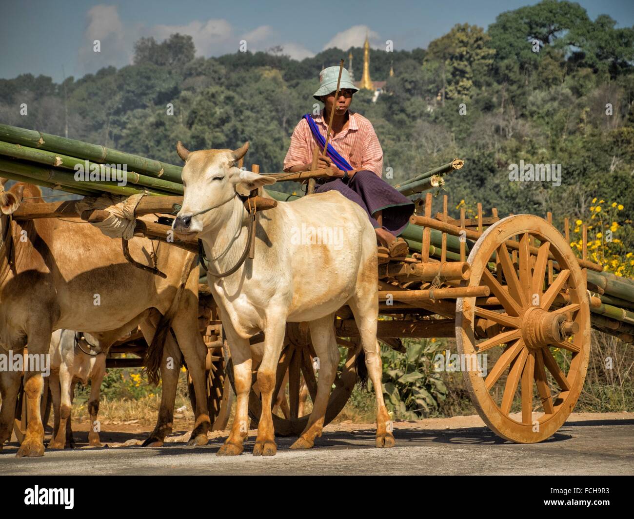 Man riding ox cart hi-res stock photography and images - Alamy