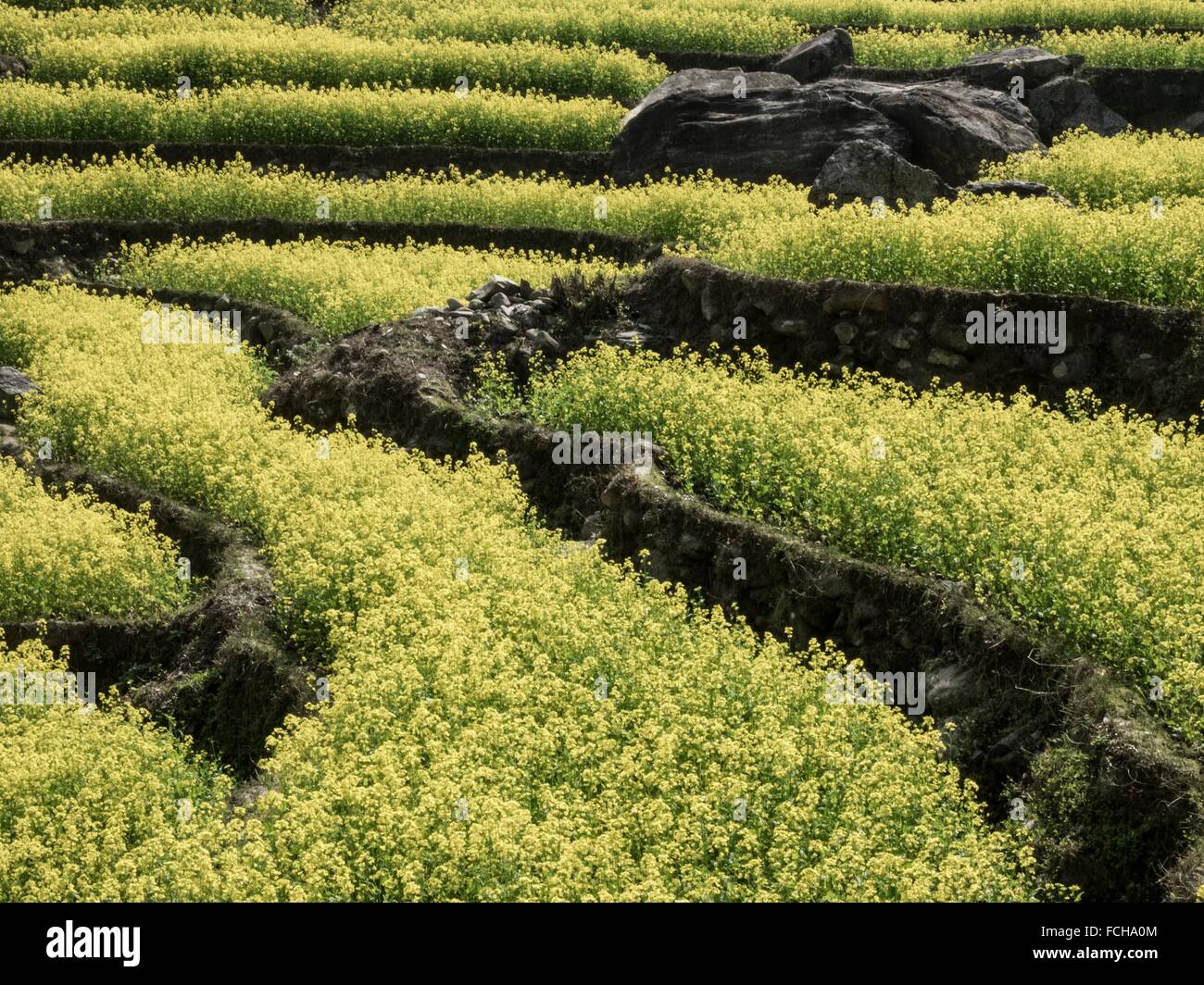 Nepal flower farm hi-res stock photography and images - Alamy