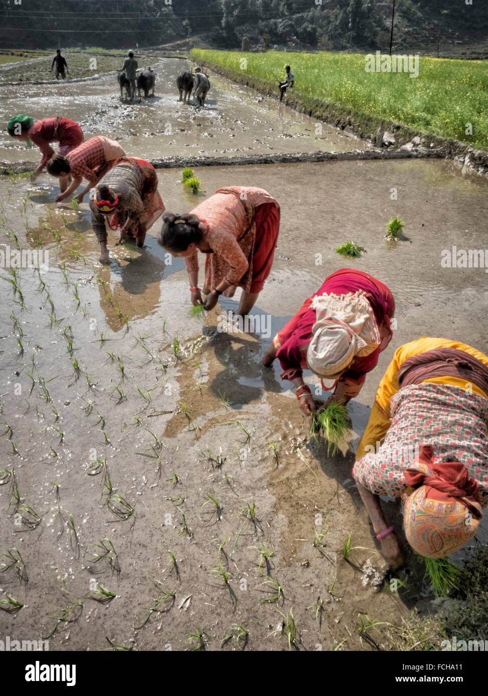 Nepal Rice Planting Stock Photo - Alamy