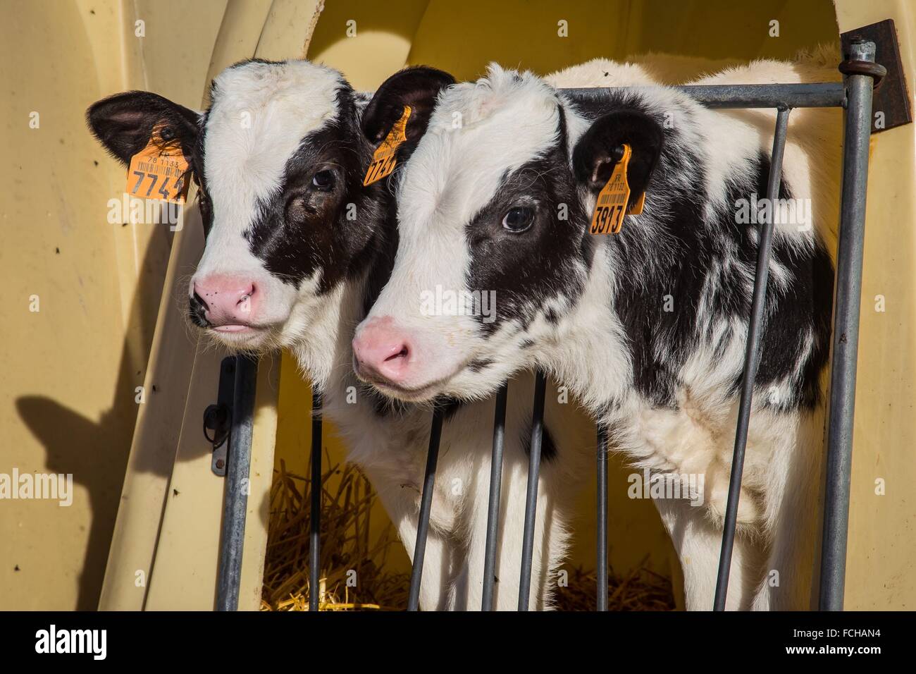 Prim'holstein holstein cow hi-res stock photography and images - Alamy