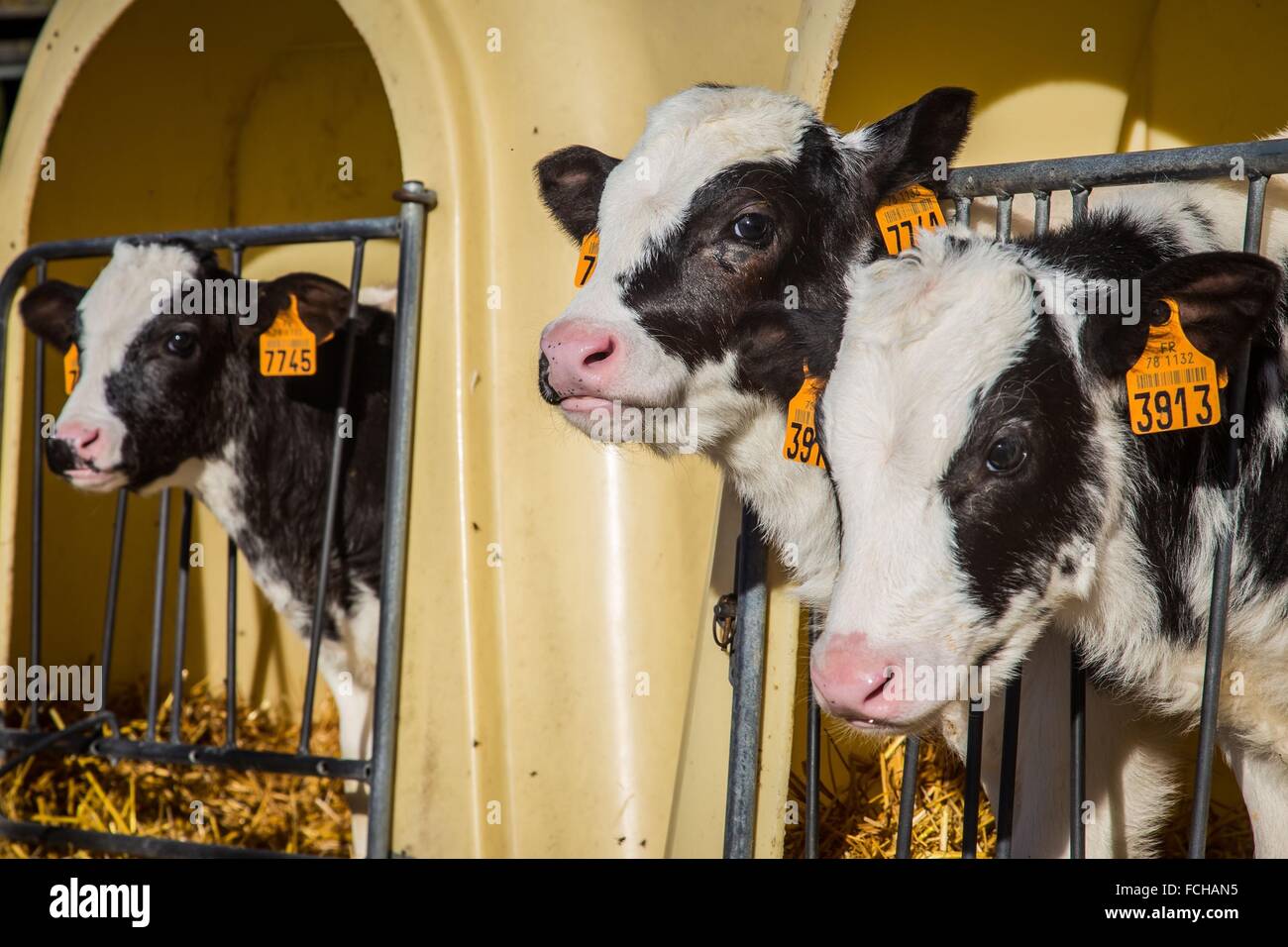 Prim'holstein holstein cow hi-res stock photography and images - Alamy