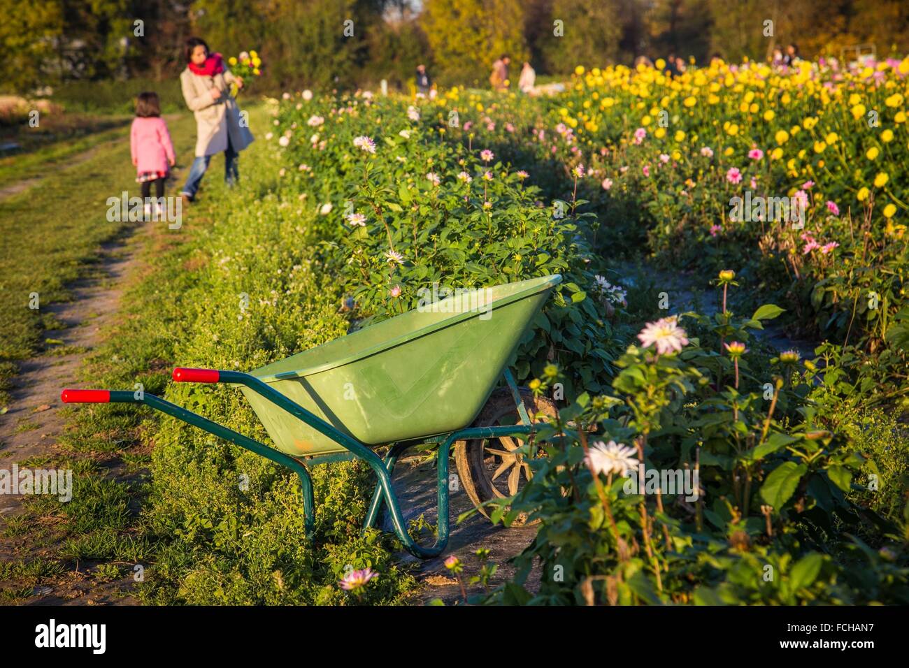 CUEILLETTE DE FRUITS ET LEGUMES Stock Photo - Alamy