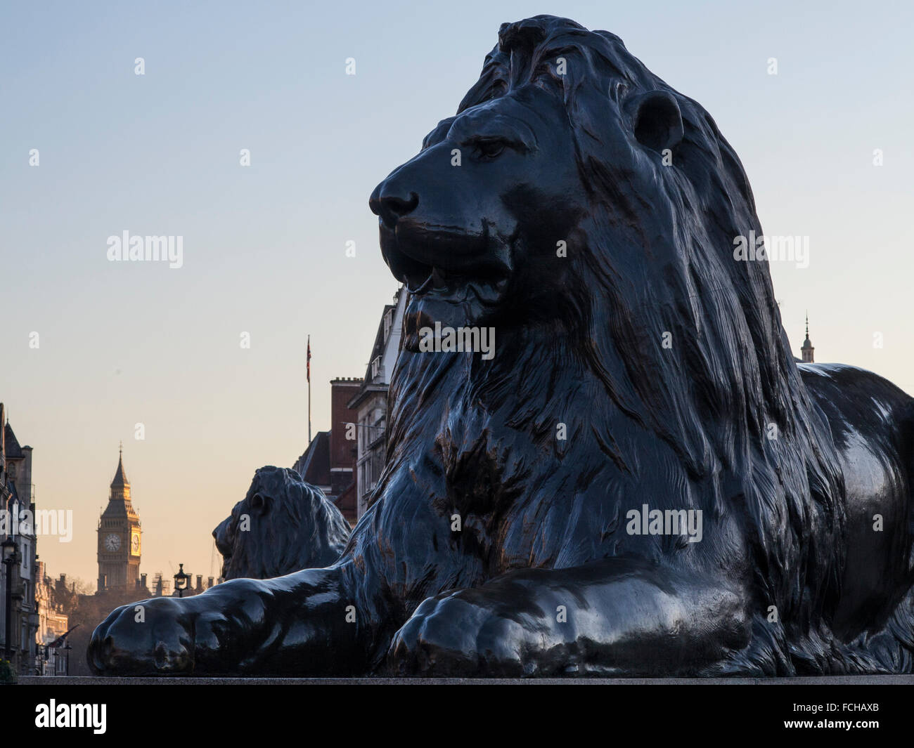 The famous Trafalgar Square lion Stock Photo - Alamy