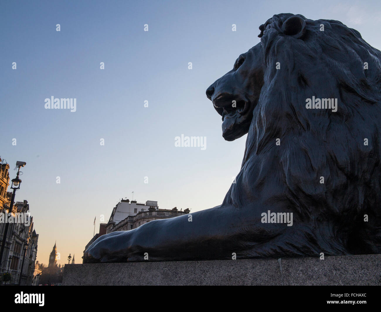The famous Trafalgar Square lion Stock Photo - Alamy