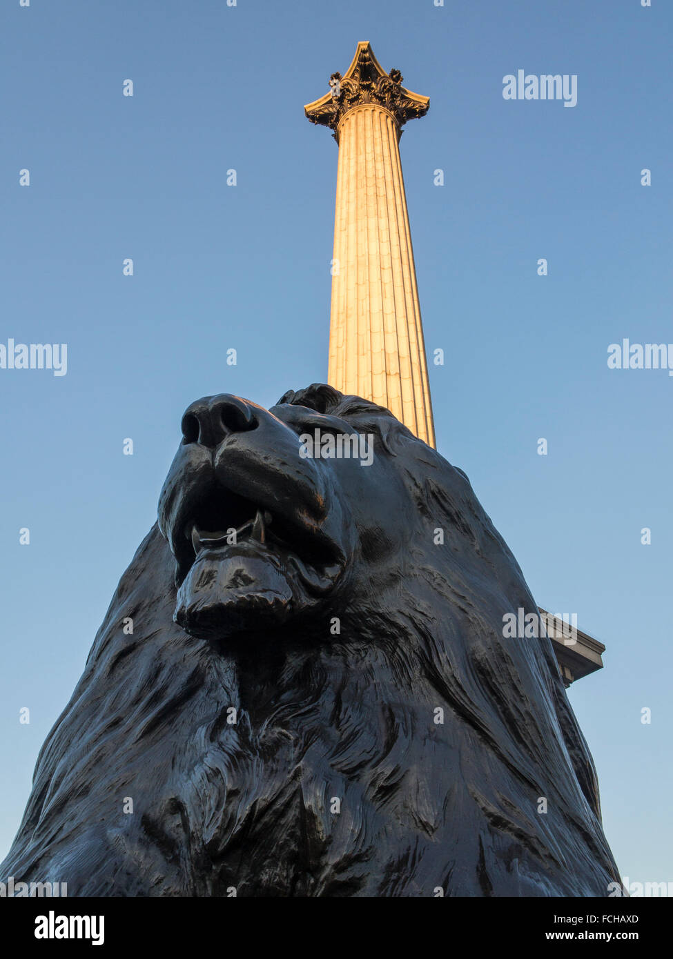 The famous Trafalgar Square lion Stock Photo - Alamy