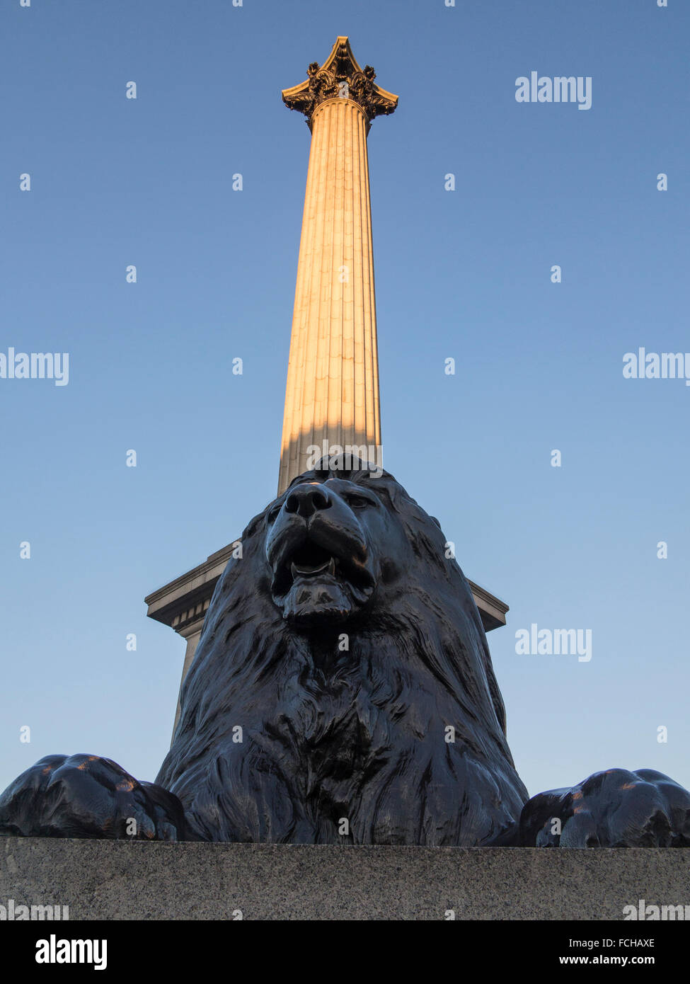 The famous Trafalgar Square lion Stock Photo - Alamy