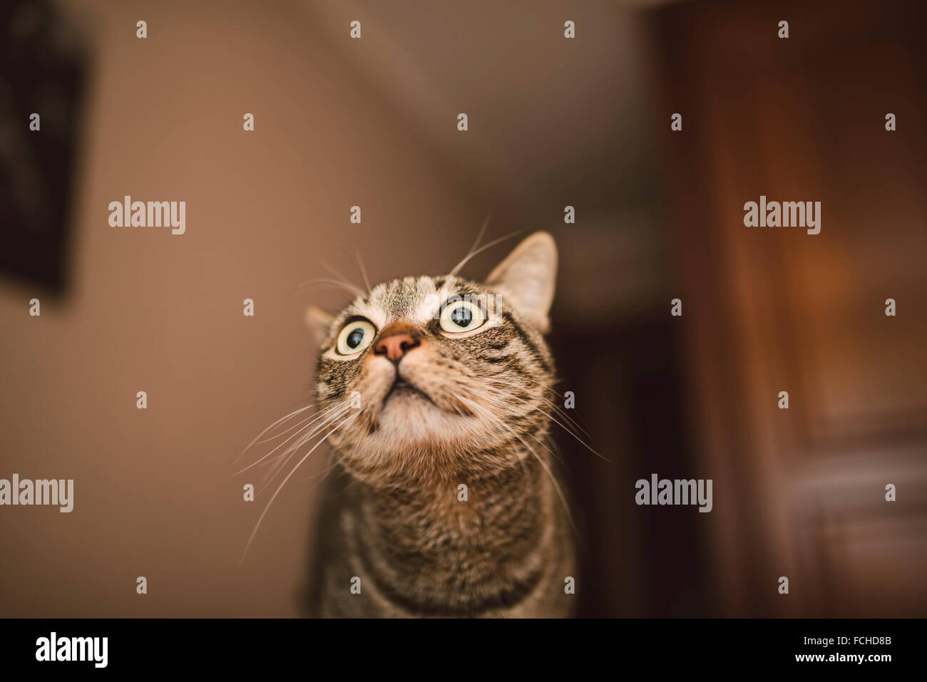 Tabby cat with alert expression Stock Photo - Alamy