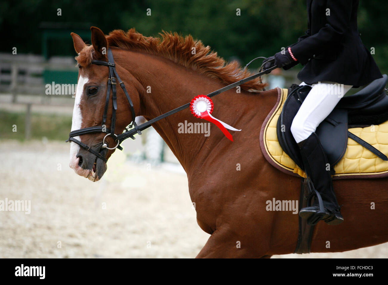 Dressage rider on chestnut horse hi-res stock photography and images ...
