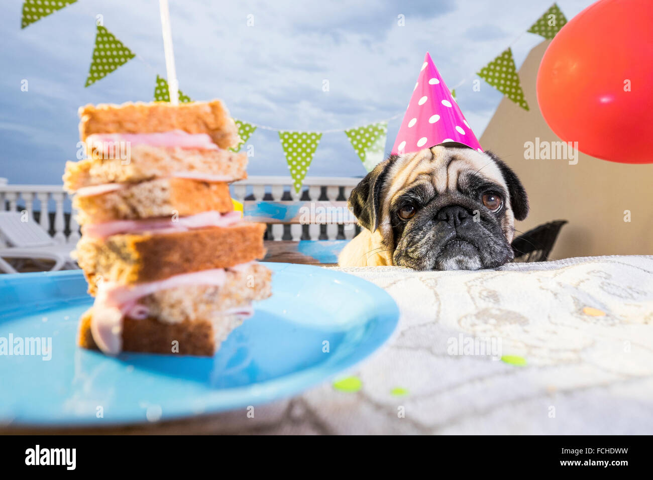 Pug wearing party hat at table sandwich Stock Photo - Alamy
