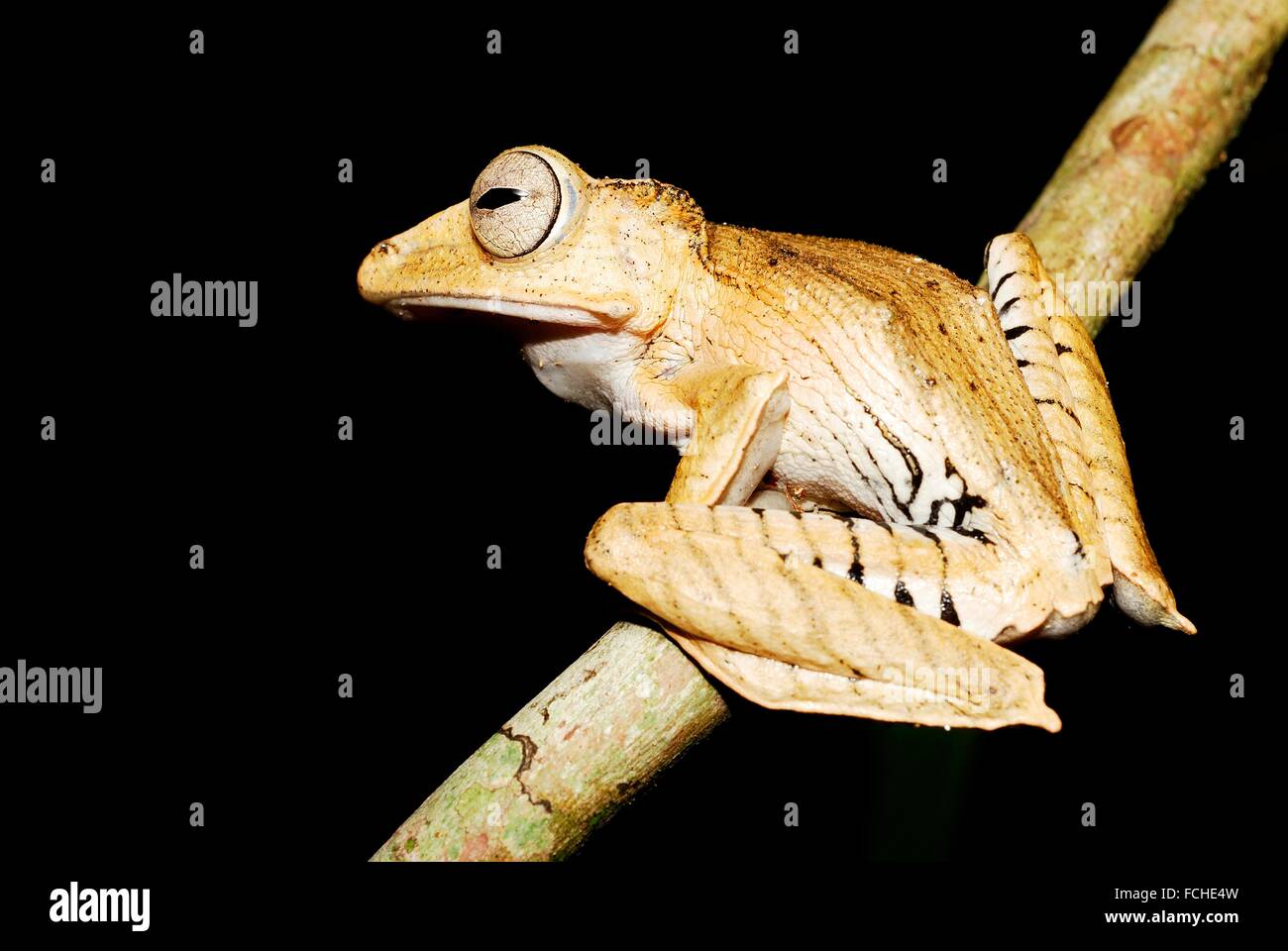 File eared treefrog hi-res stock photography and images - Alamy