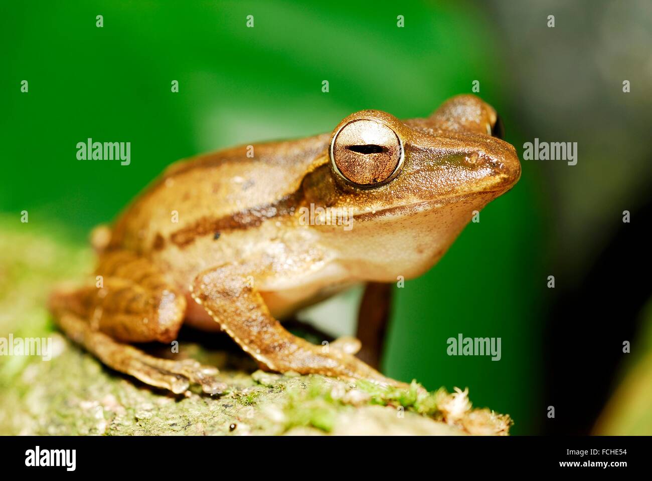 Four line tree frog hi-res stock photography and images - Alamy