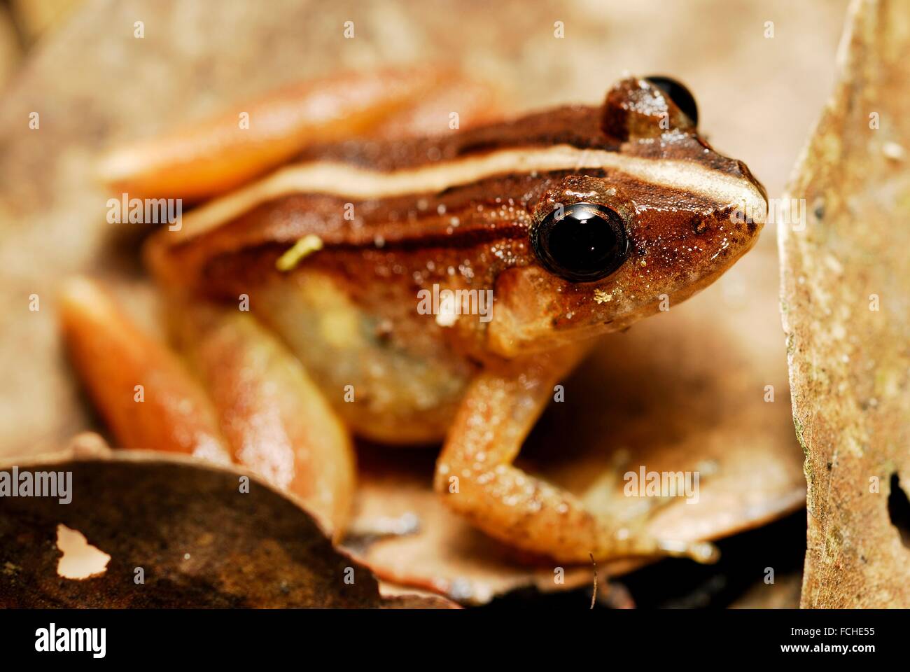 Guardian frog limnonectes palavanensis hi-res stock photography and ...