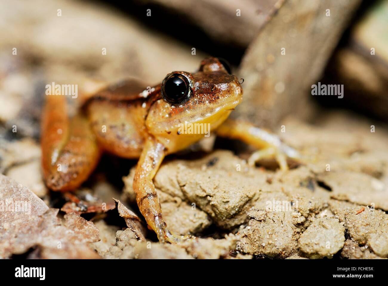 Smooth guardian frog limnonectes palavanensis hi-res stock photography ...
