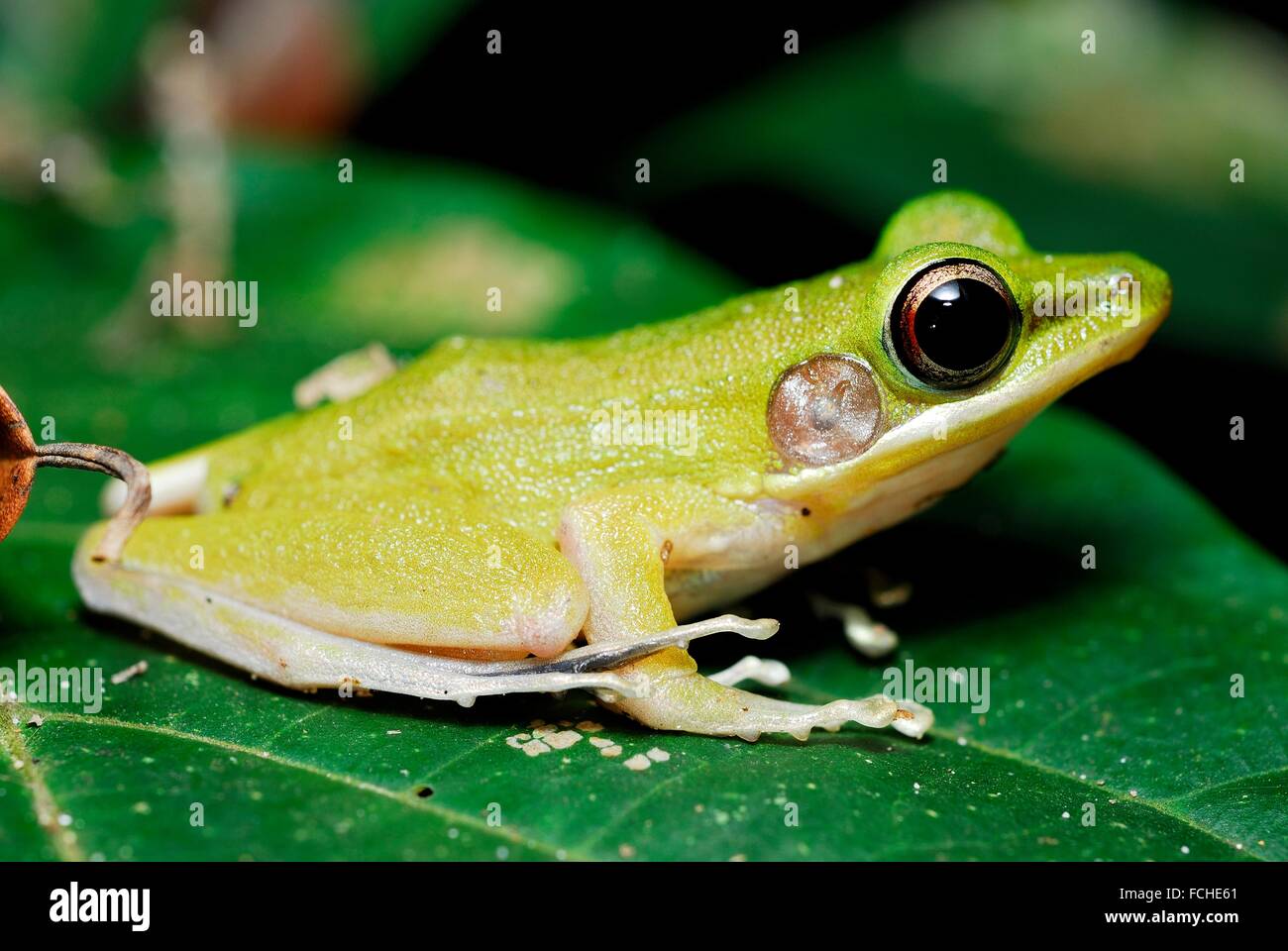 Green frog (Hylarana raniceps) on a green leaf in Kubah, Sarawak ...