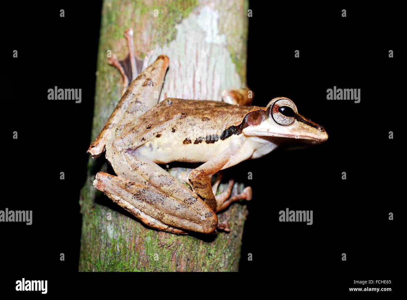 Sarawak rainforest baram hi-res stock photography and images - Alamy