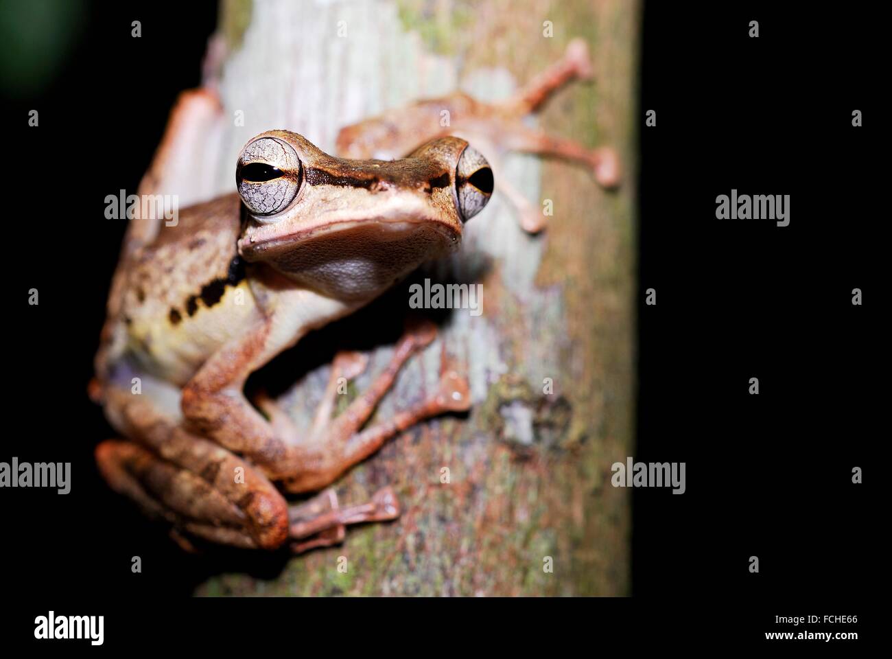 Tree frog in finger hi-res stock photography and images - Alamy