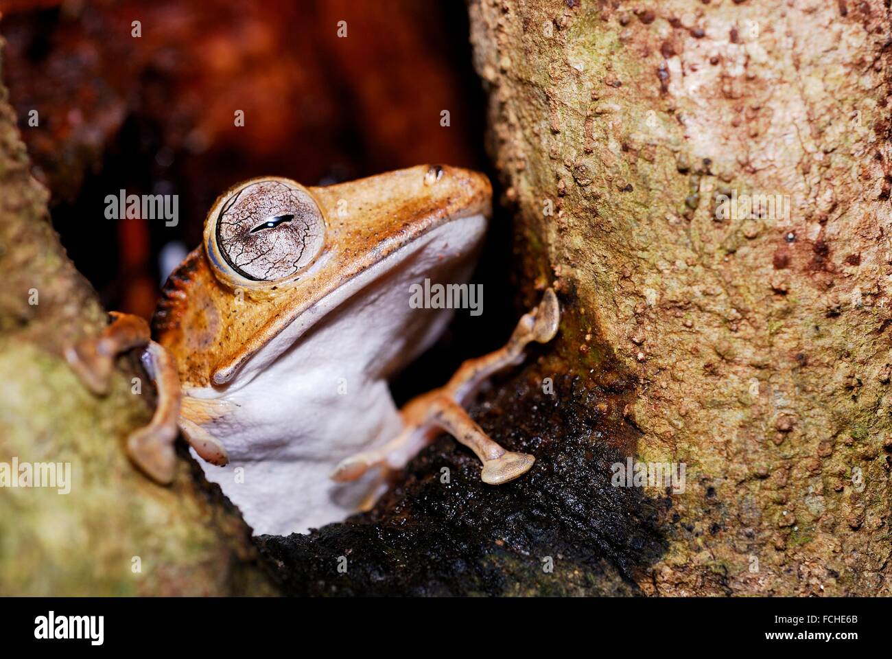 Tree frog in finger hi-res stock photography and images - Alamy