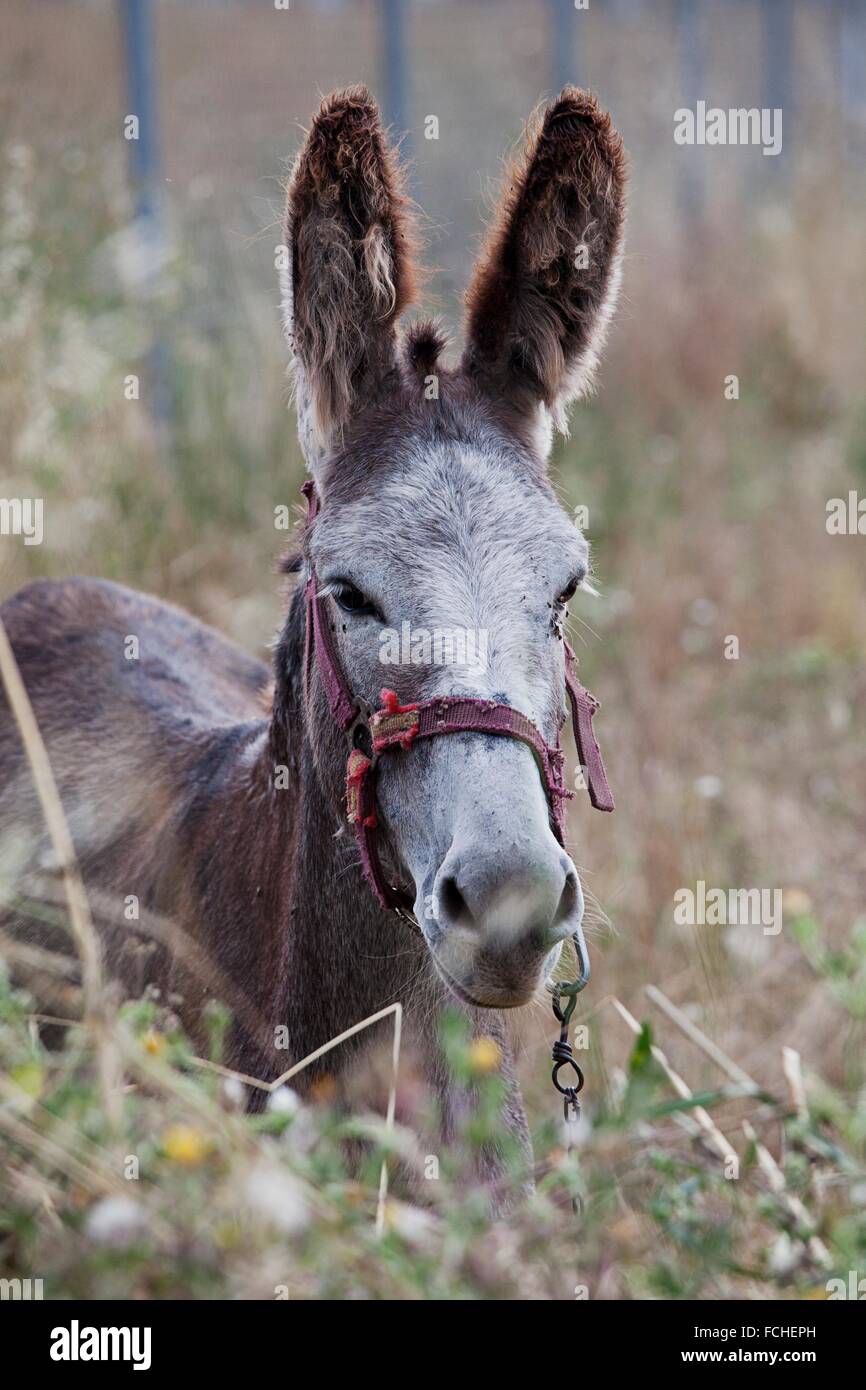 Donkey, Uruñuela, La Rioja, Spain Stock Photo - Alamy