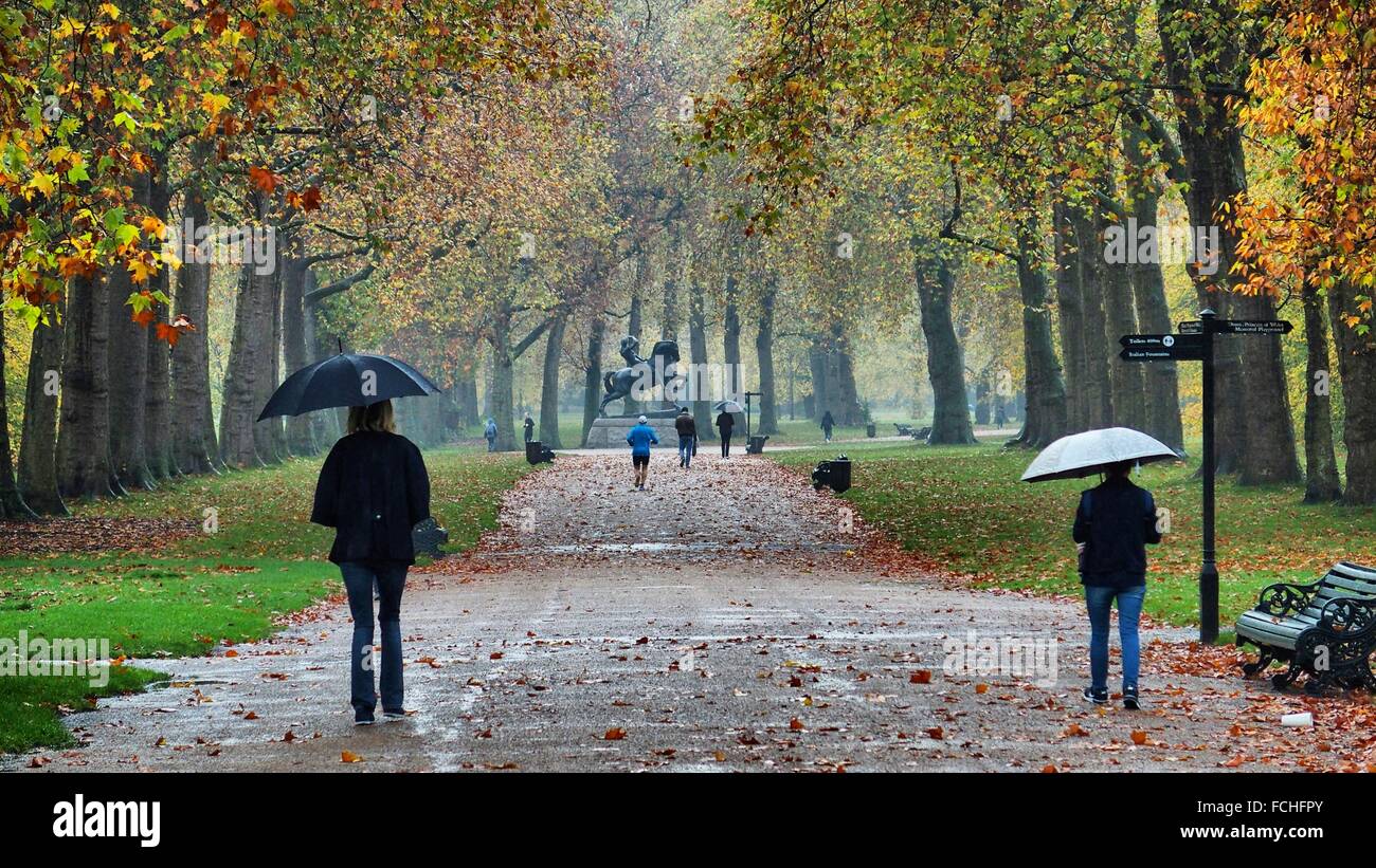 Autumnal trees and rain, Hyde Park, London, England, United Kingdom ...