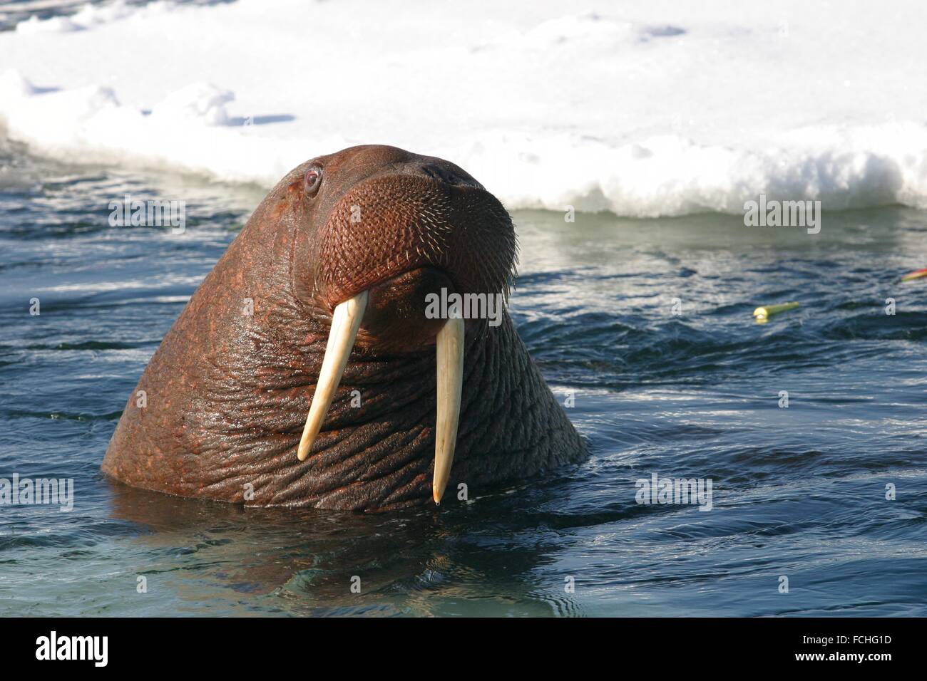 A young bull Pacific Walrus in coastal Alaska Stock Photo - Alamy