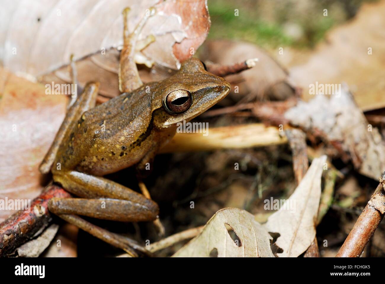 Four line tree frog hi-res stock photography and images - Alamy