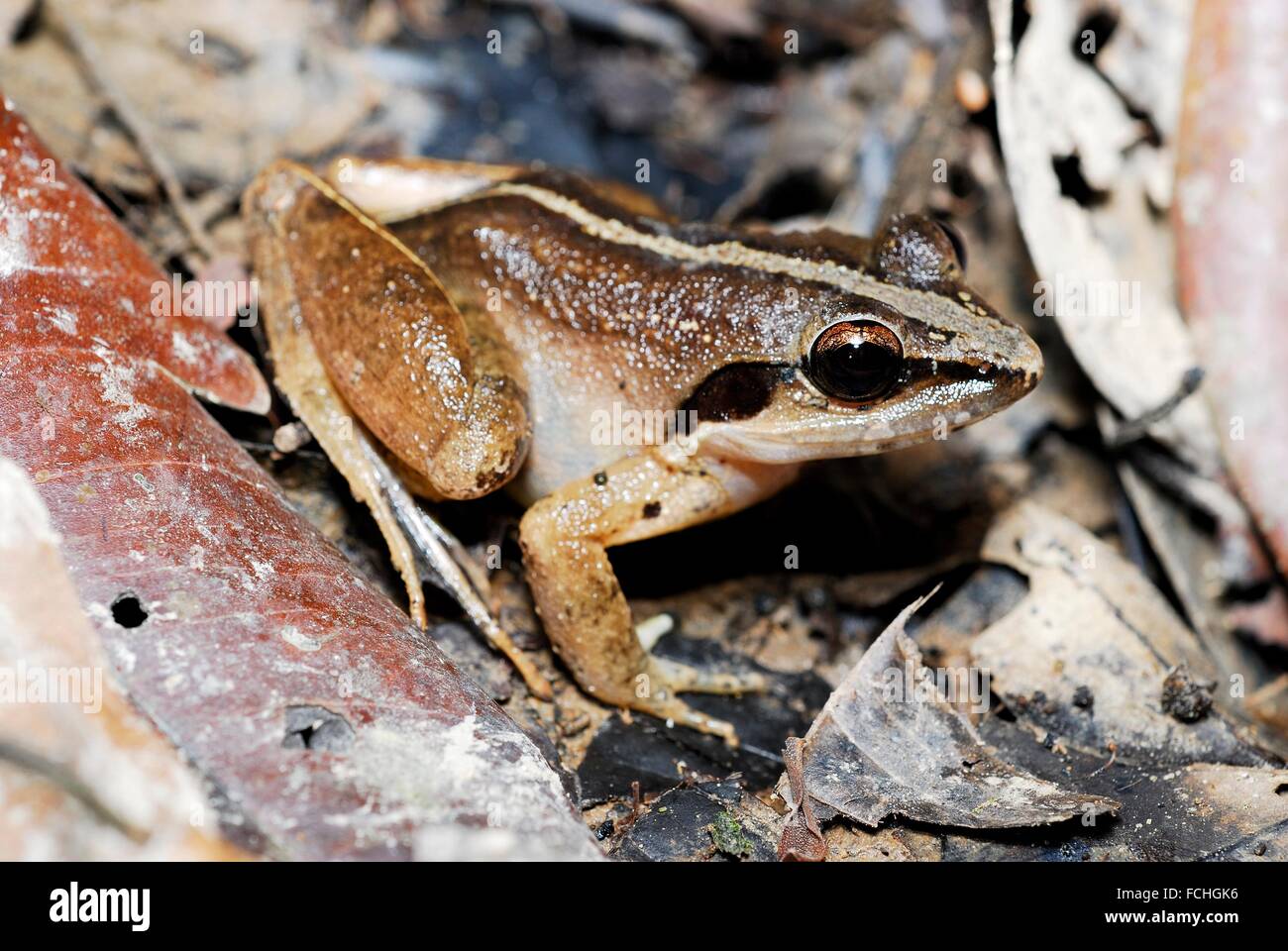 Lesser Swamp Frog High Resolution Stock Photography and Images - Alamy