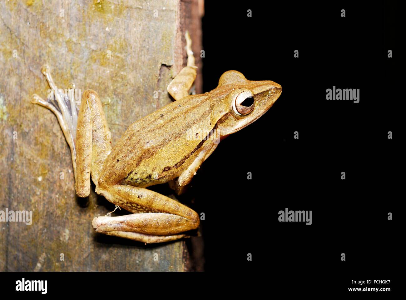 Four line tree frog hi-res stock photography and images - Alamy