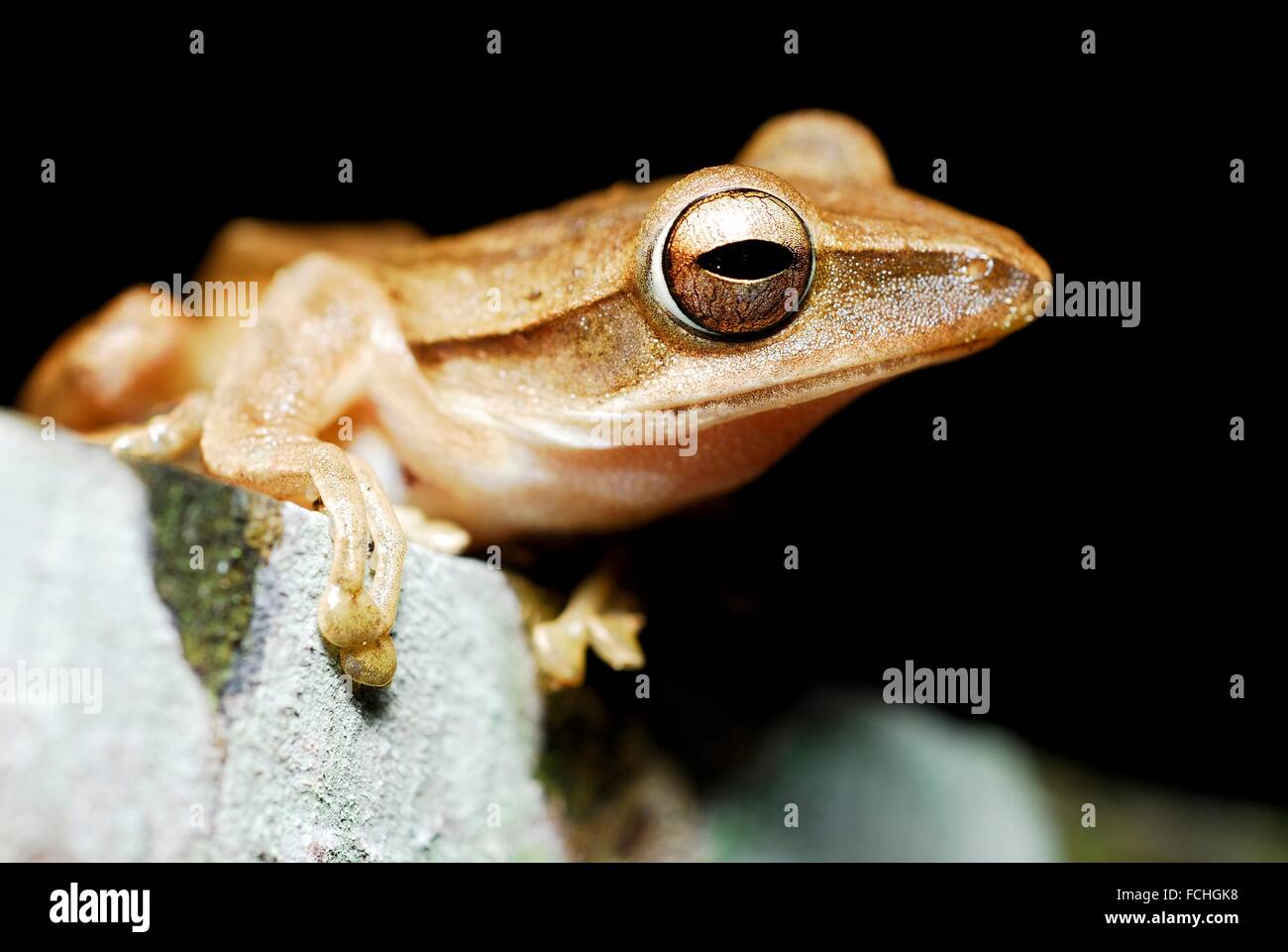 Four line tree frog hi-res stock photography and images - Alamy