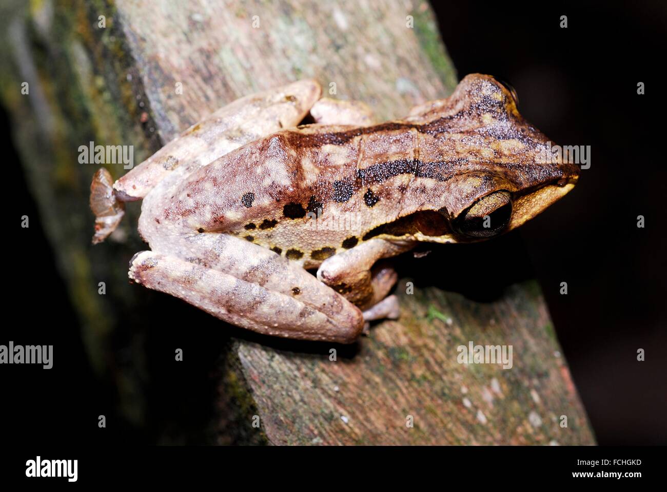 Dark eared tree frog polypedates macrotis hi-res stock photography and ...