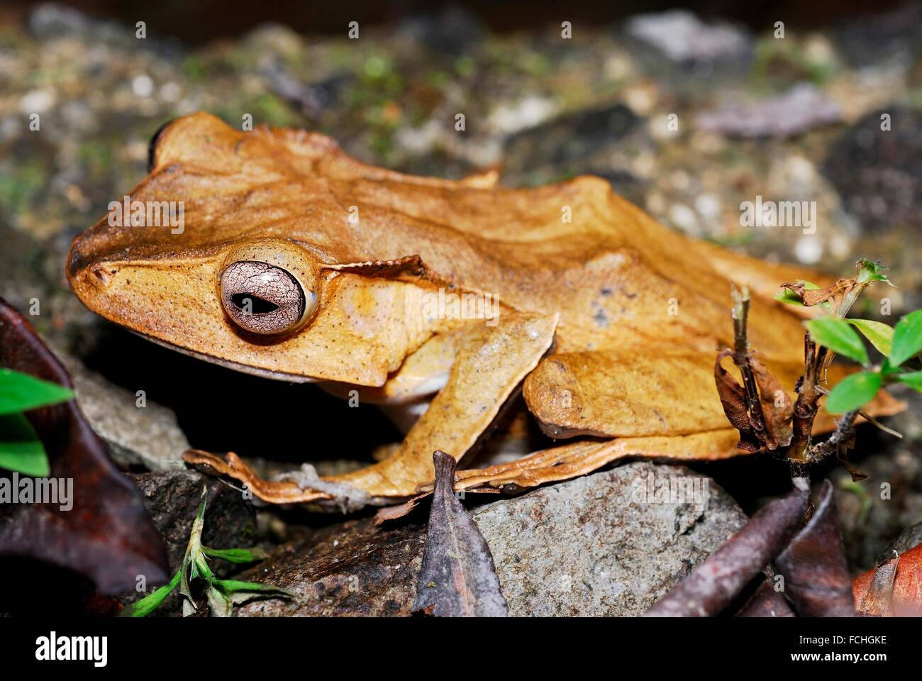 File eared treefrog hi-res stock photography and images - Alamy