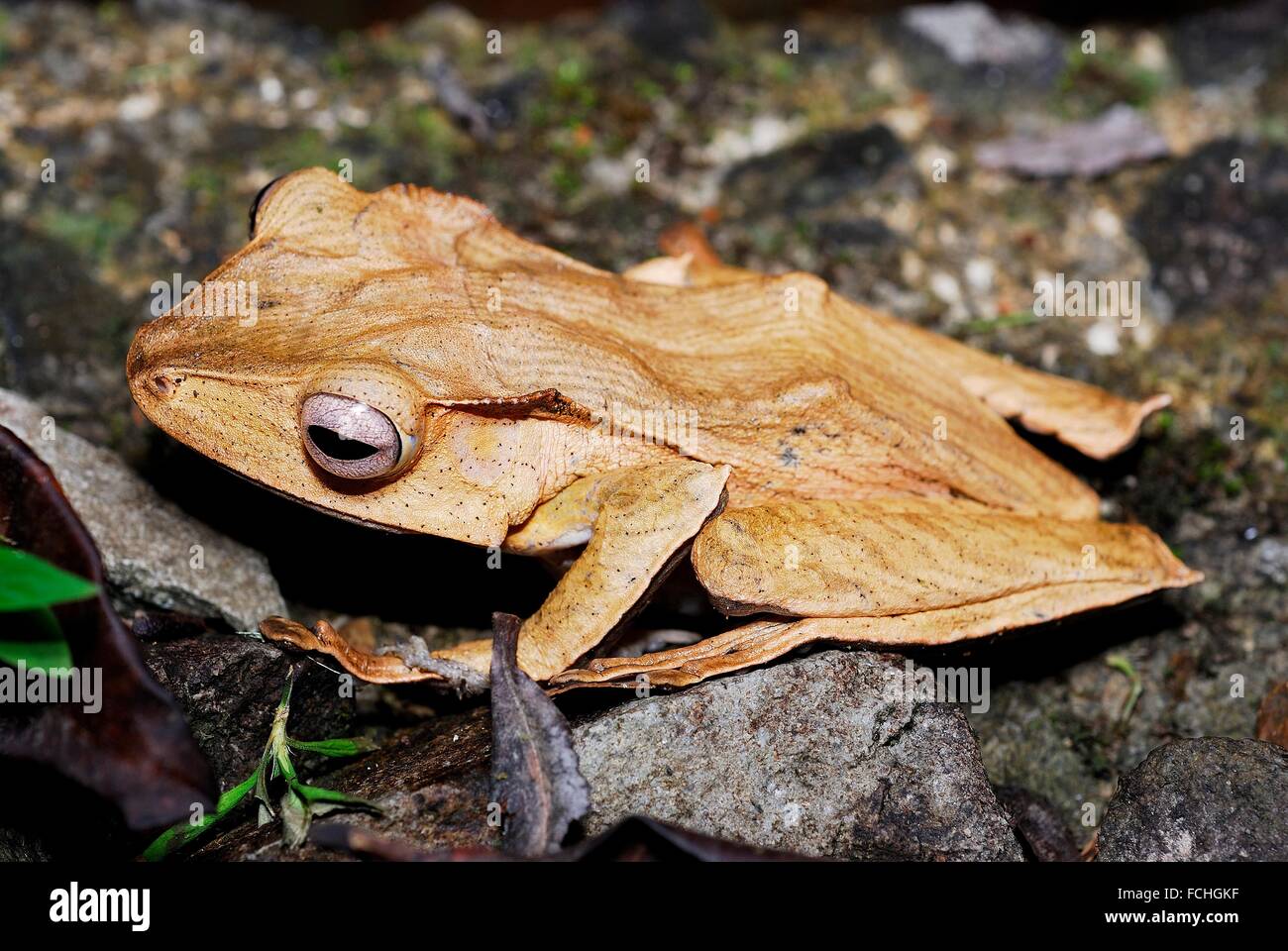 File eared treefrog hi-res stock photography and images - Alamy