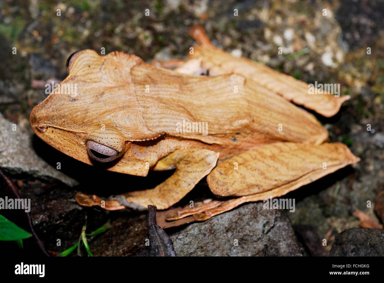 File eared treefrog hi-res stock photography and images - Alamy