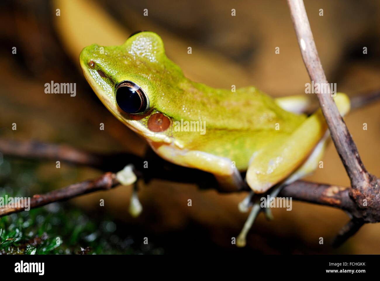 Raniceps image hi-res stock photography and images - Alamy
