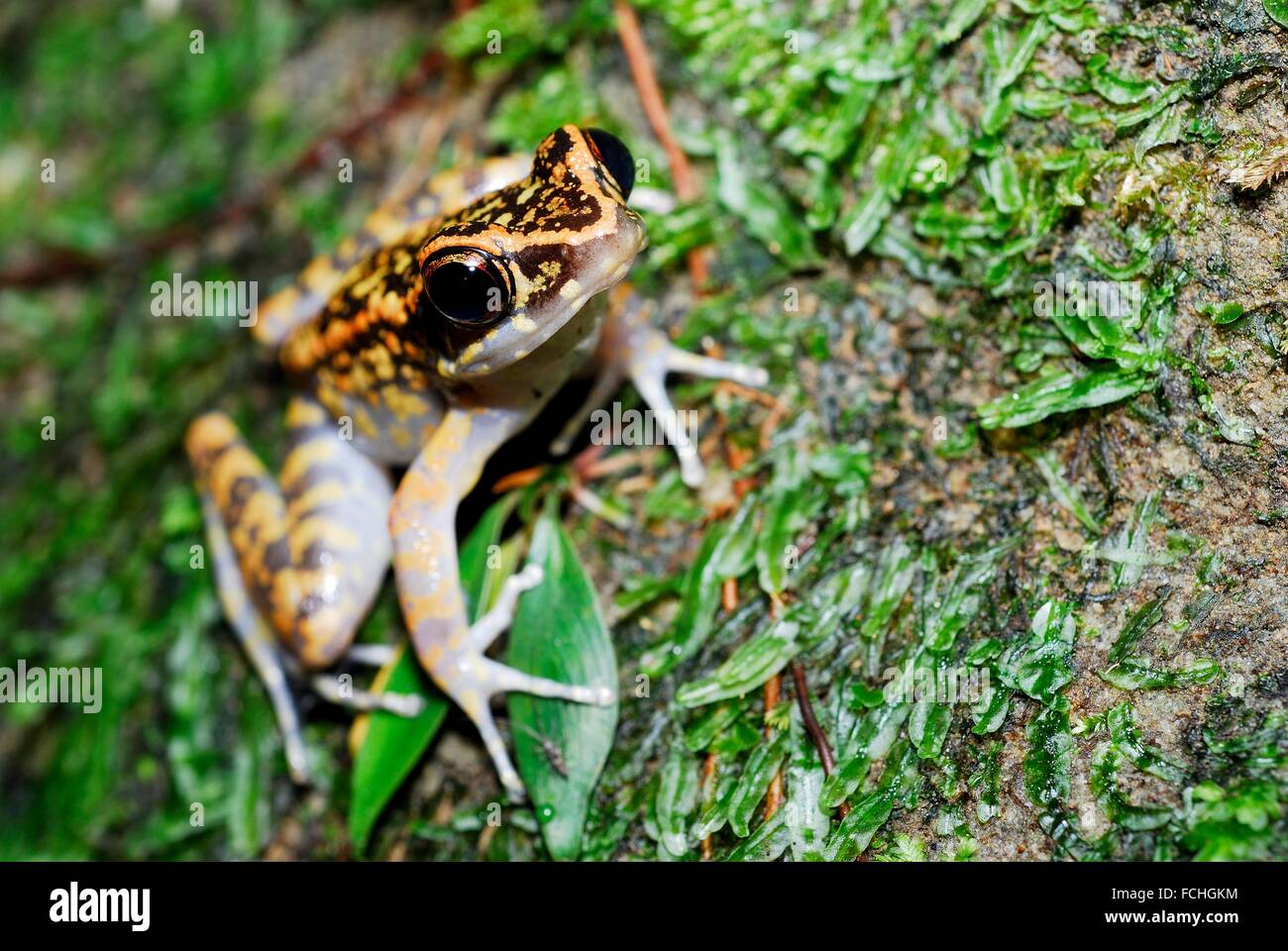 Spotted stream frog rana picturata hi-res stock photography and images ...