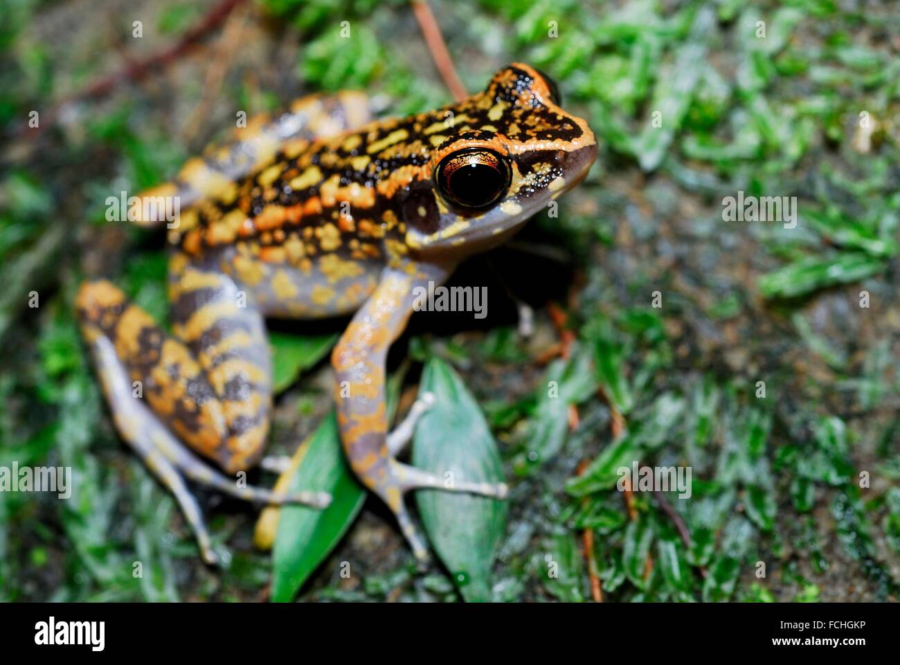Green Spotted Rock Frog High Resolution Stock Photography and Images ...