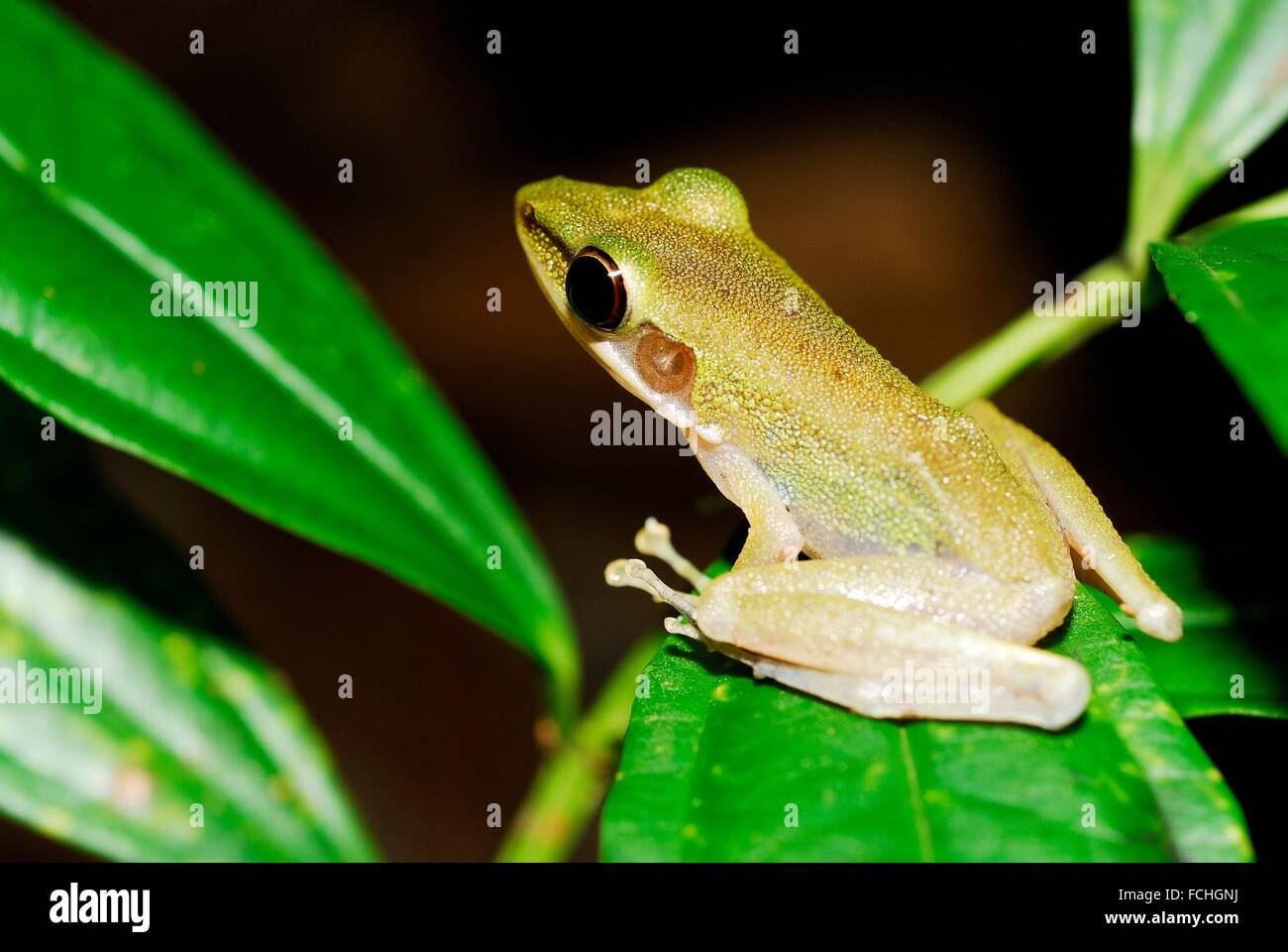 Raniceps image hi-res stock photography and images - Alamy