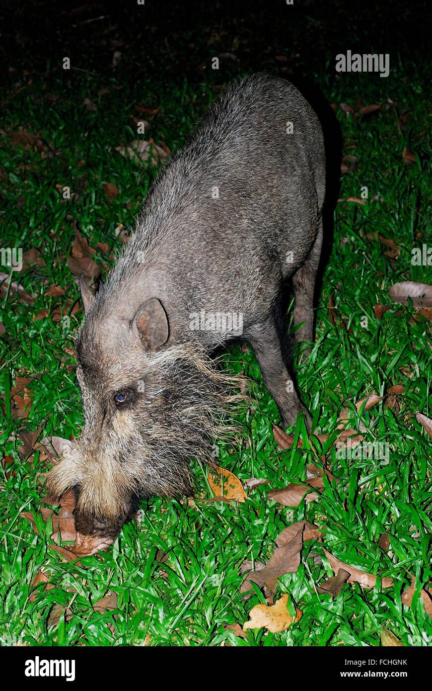 Wild pig (Sus barbatus) in gardens of Bako national park, Sarawak ...