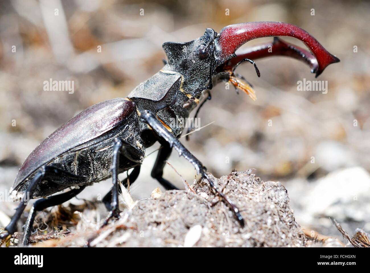 Stag beetle lucanus cervus flight hi-res stock photography and images ...